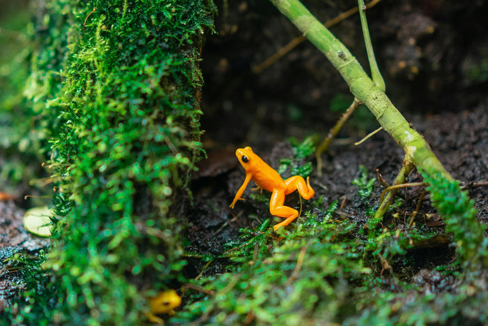 Donation campaign 2025 – Frog Con